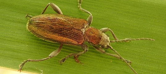 New Species of Reed Beetle Discovered in Baltic Amber