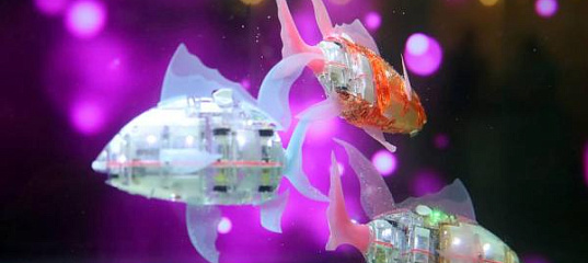 Russian Researchers Study Movements of Aquatic Creatures to Create ...